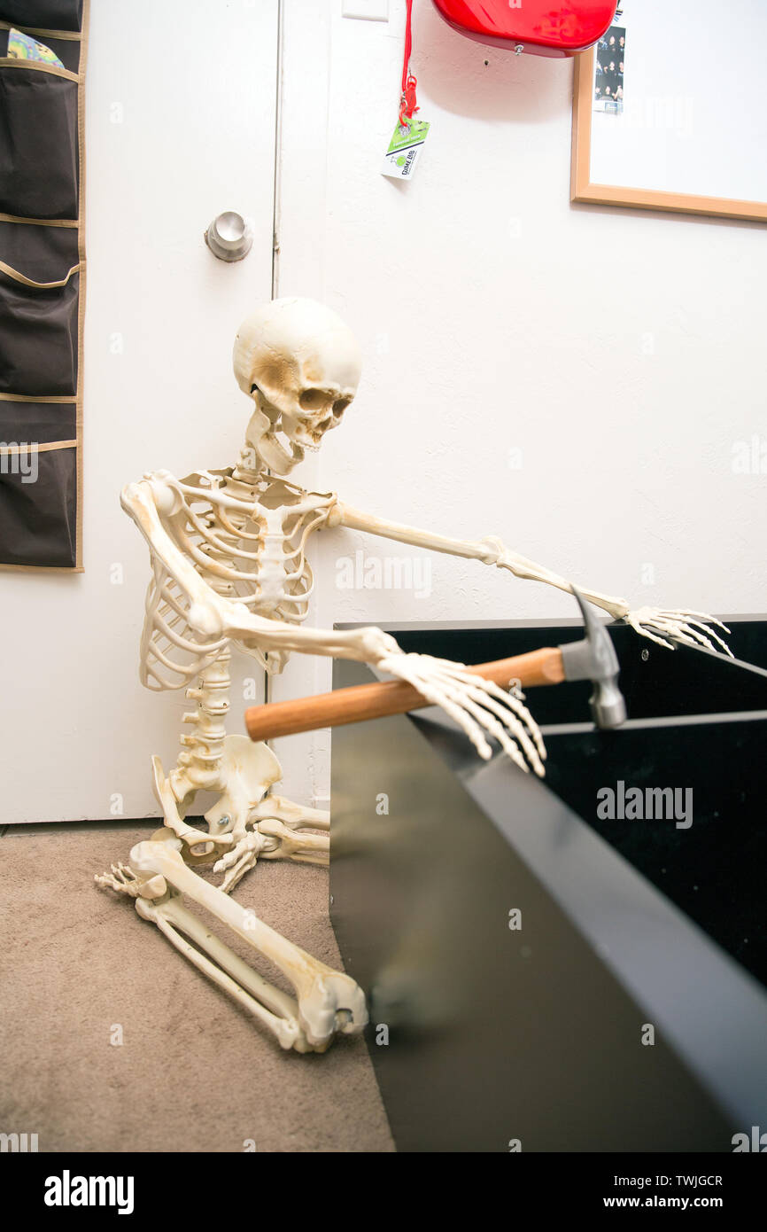 Bony skeleton assembling a black wooden shelf Stock Photo - Alamy