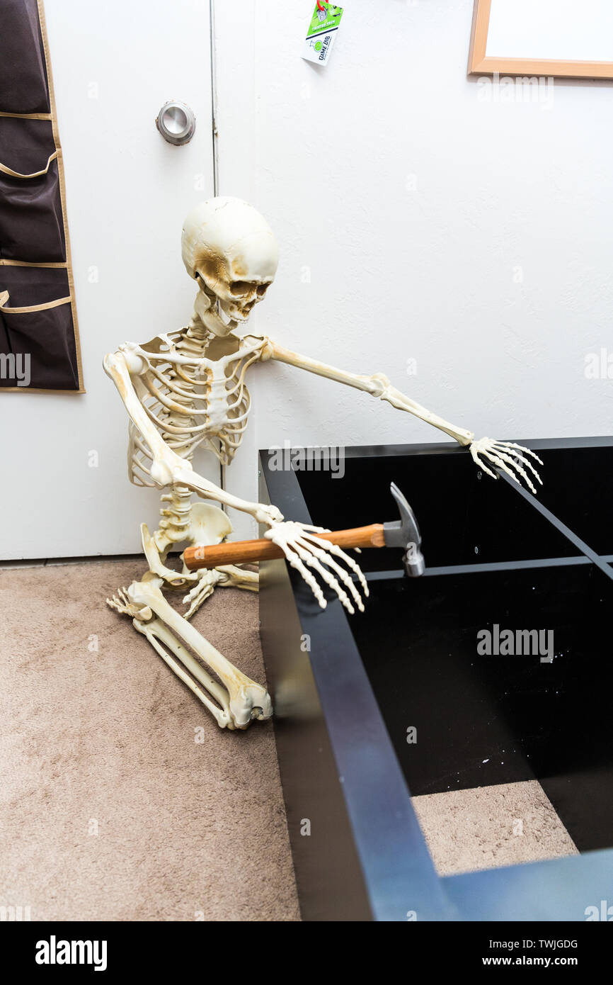 Bony skeleton assembling a black wooden shelf Stock Photo - Alamy
