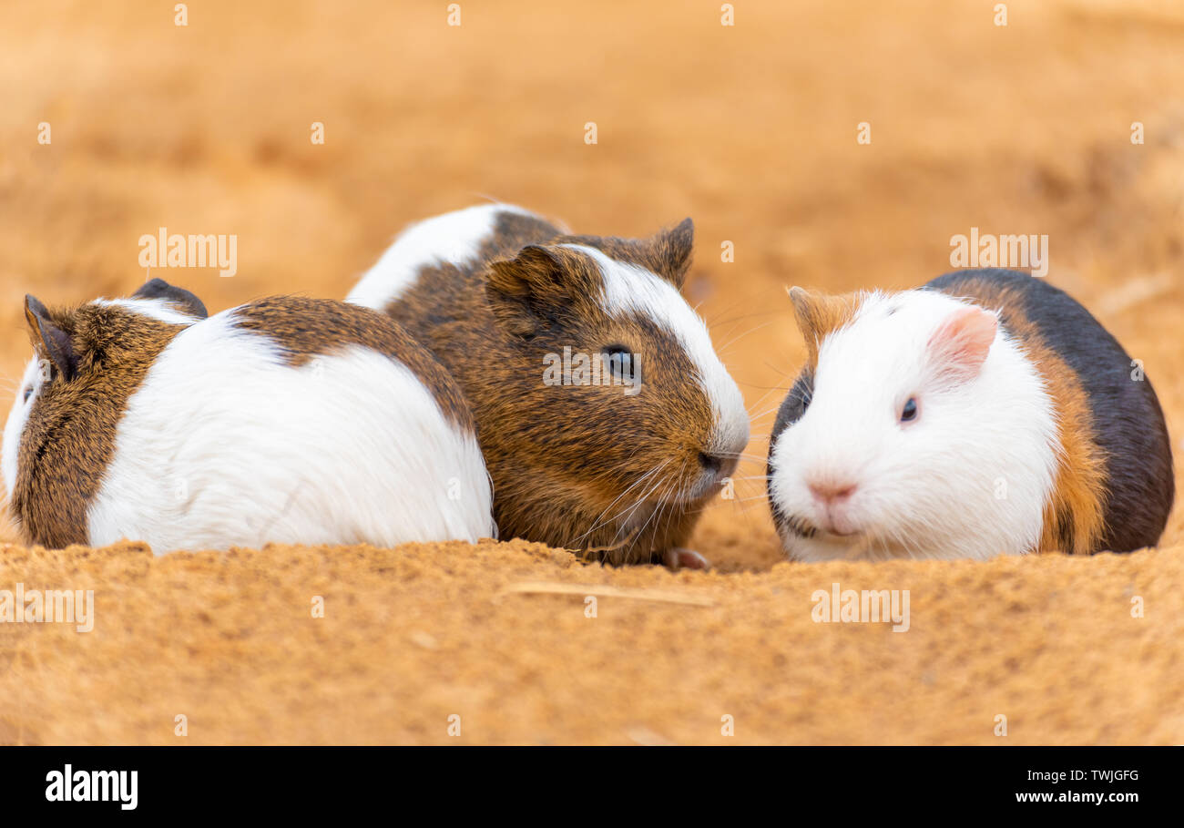 Three adorable guinea pigs in an outdoor clearing Stock Photo - Alamy