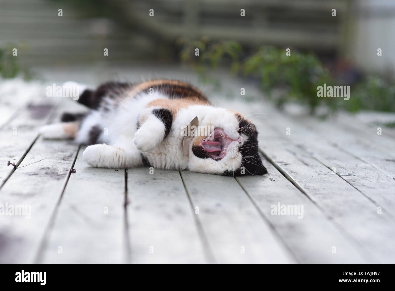 a persian exotic cat lying down on the deck with her mouth open wide ...
