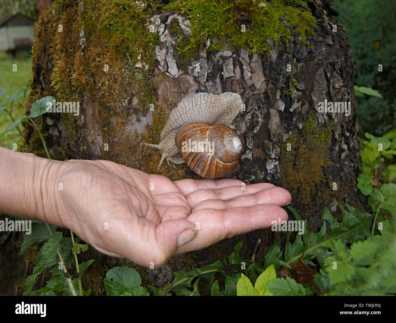 A snail crawling down the tree and a hand about to catch ii, outdoor ...