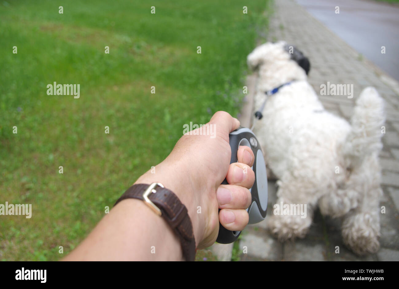 Dog pulling man lead hi-res stock photography and images - Alamy