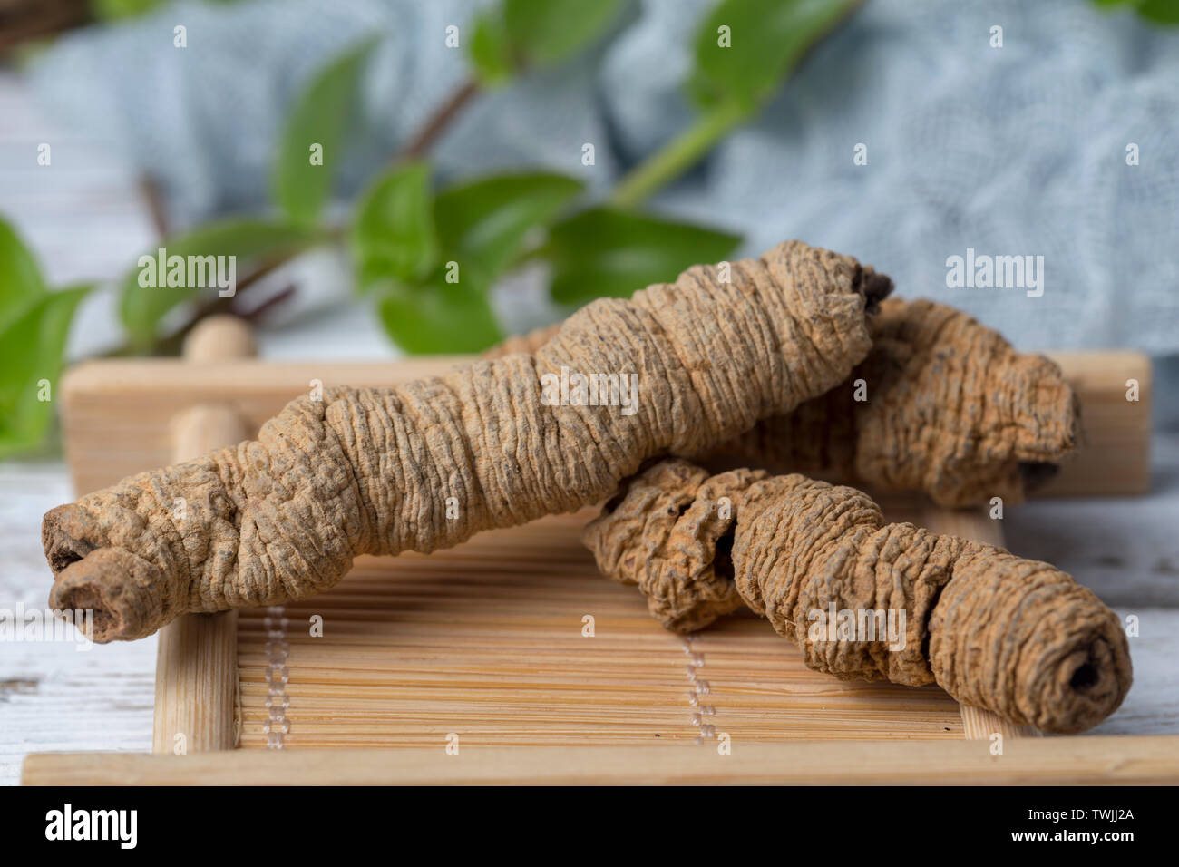 A close-up of the still life of Morinda officinalis Stock Photo - Alamy