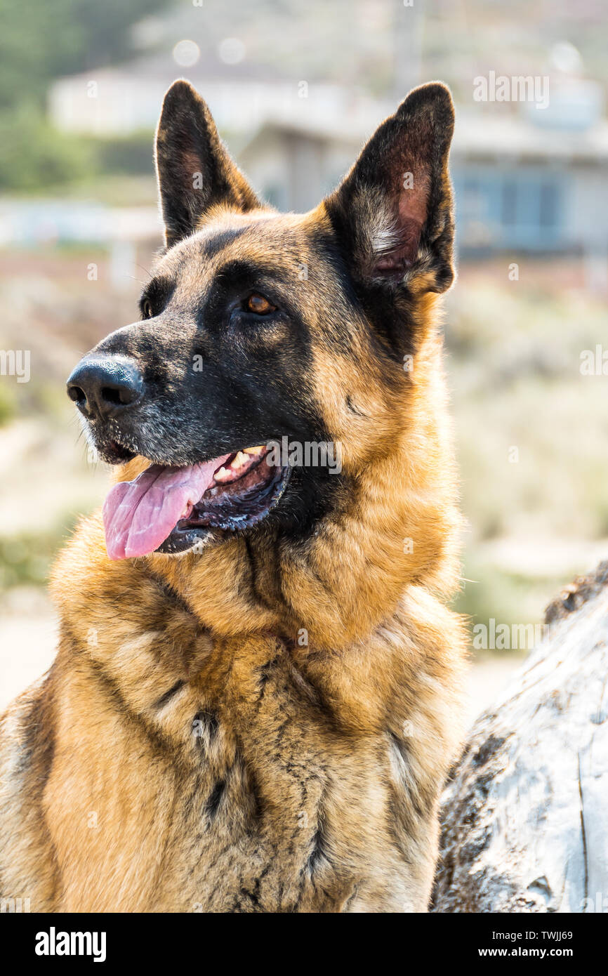 Alert German Shepherd Dog Sitting outdoors next to a rock with blurry ...
