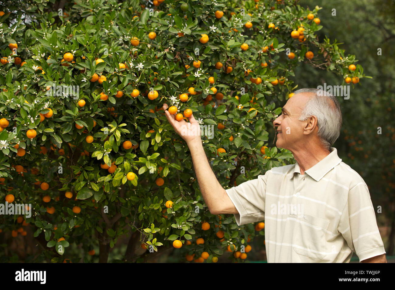 Old man checking oranges of a tree Stock Photo - Alamy
