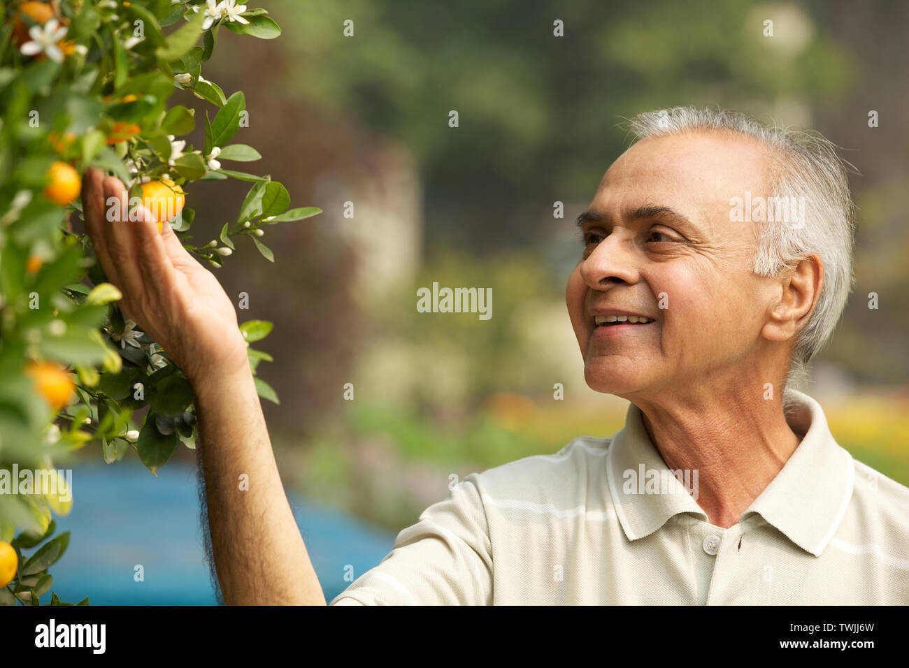 Orange tree,old man hi-res stock photography and images - Alamy