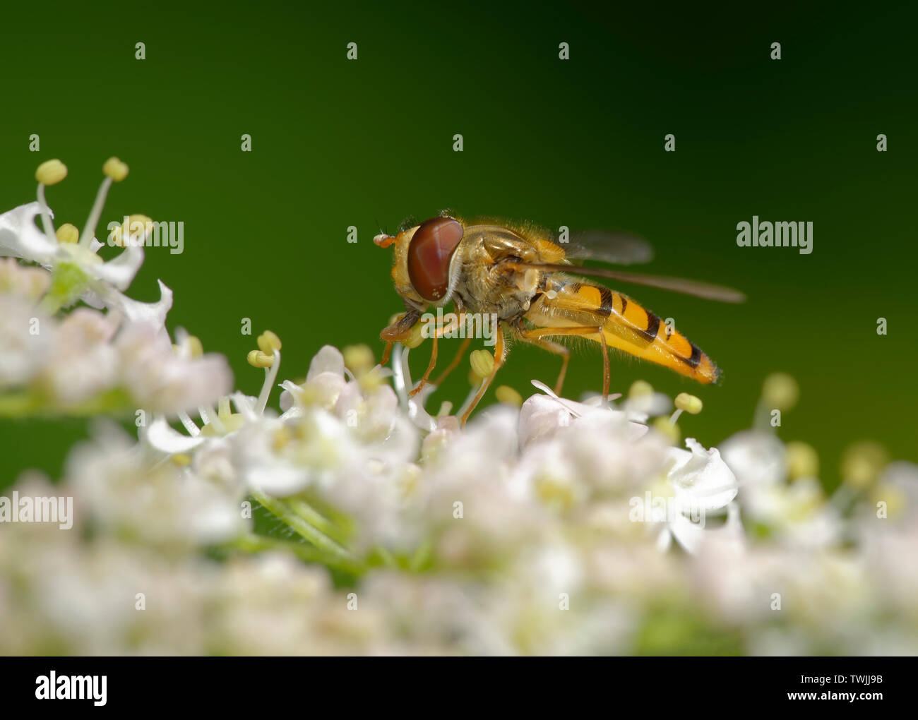 Insect umbellifer flower hi-res stock photography and images - Alamy