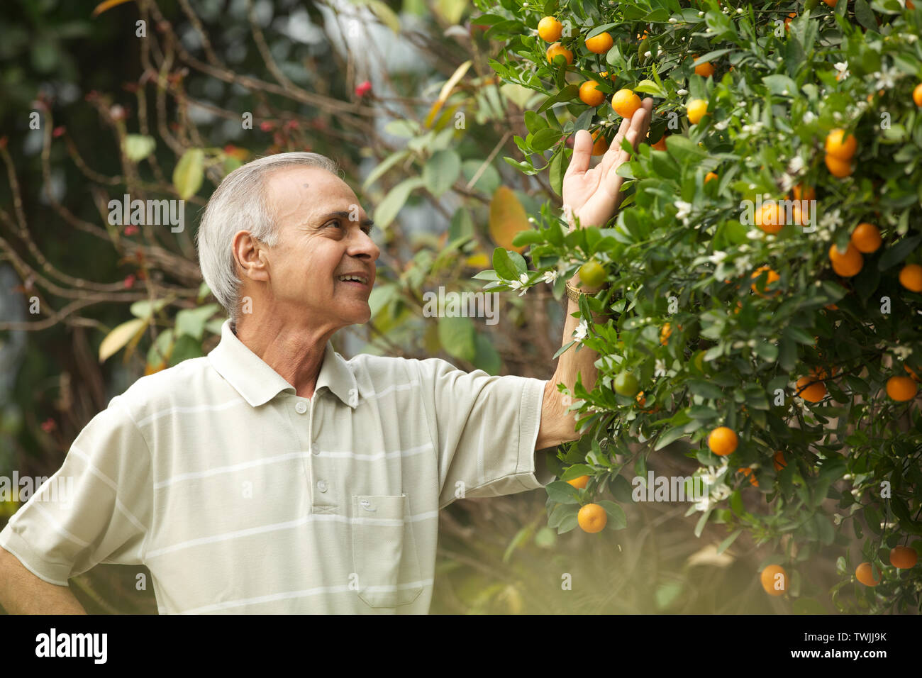 Old man checking oranges from a tree Stock Photo - Alamy
