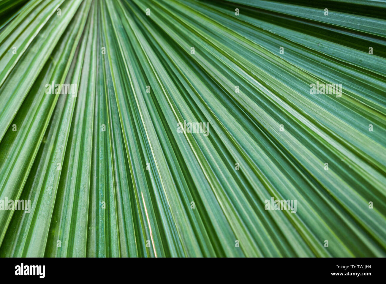 Green palm leaf blade shape pattern background Stock Photo - Alamy
