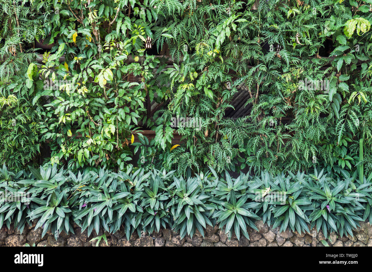 Green various plant in garden wall background Stock Photo - Alamy