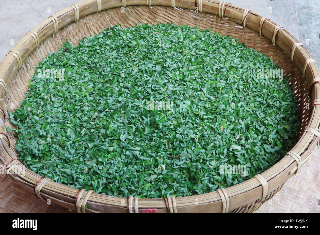 Compendium of Materia Medica Chicken Bone Grass Stock Photo - Alamy