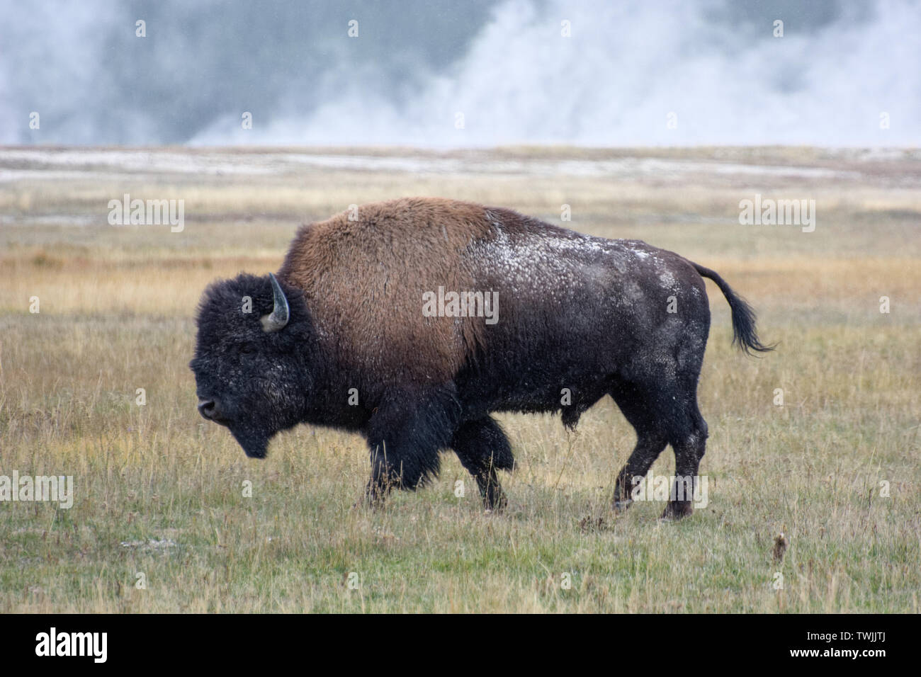 American bison yellow grass hi-res stock photography and images - Alamy