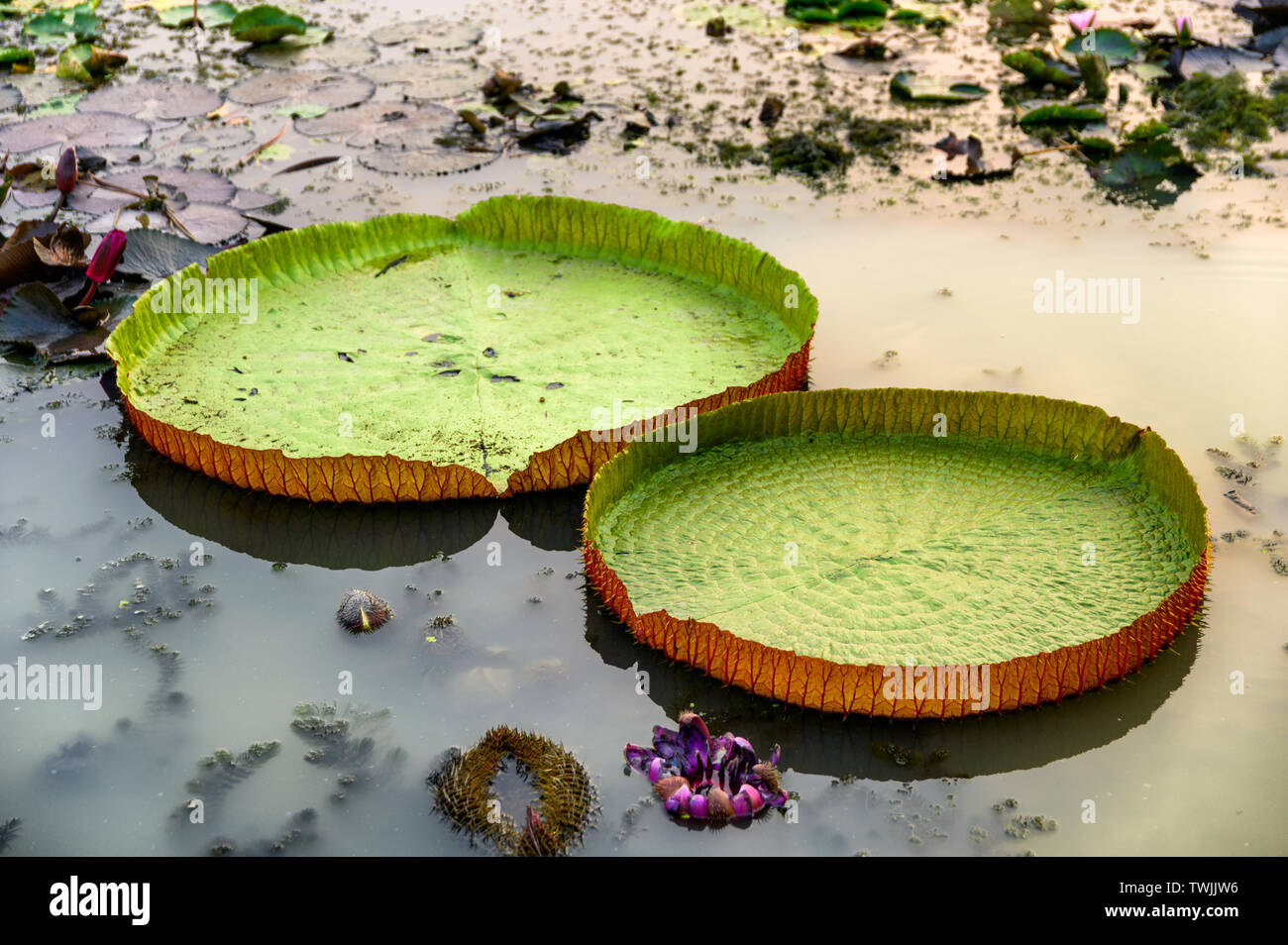 Large leaves that float on the water hi-res stock photography and ...