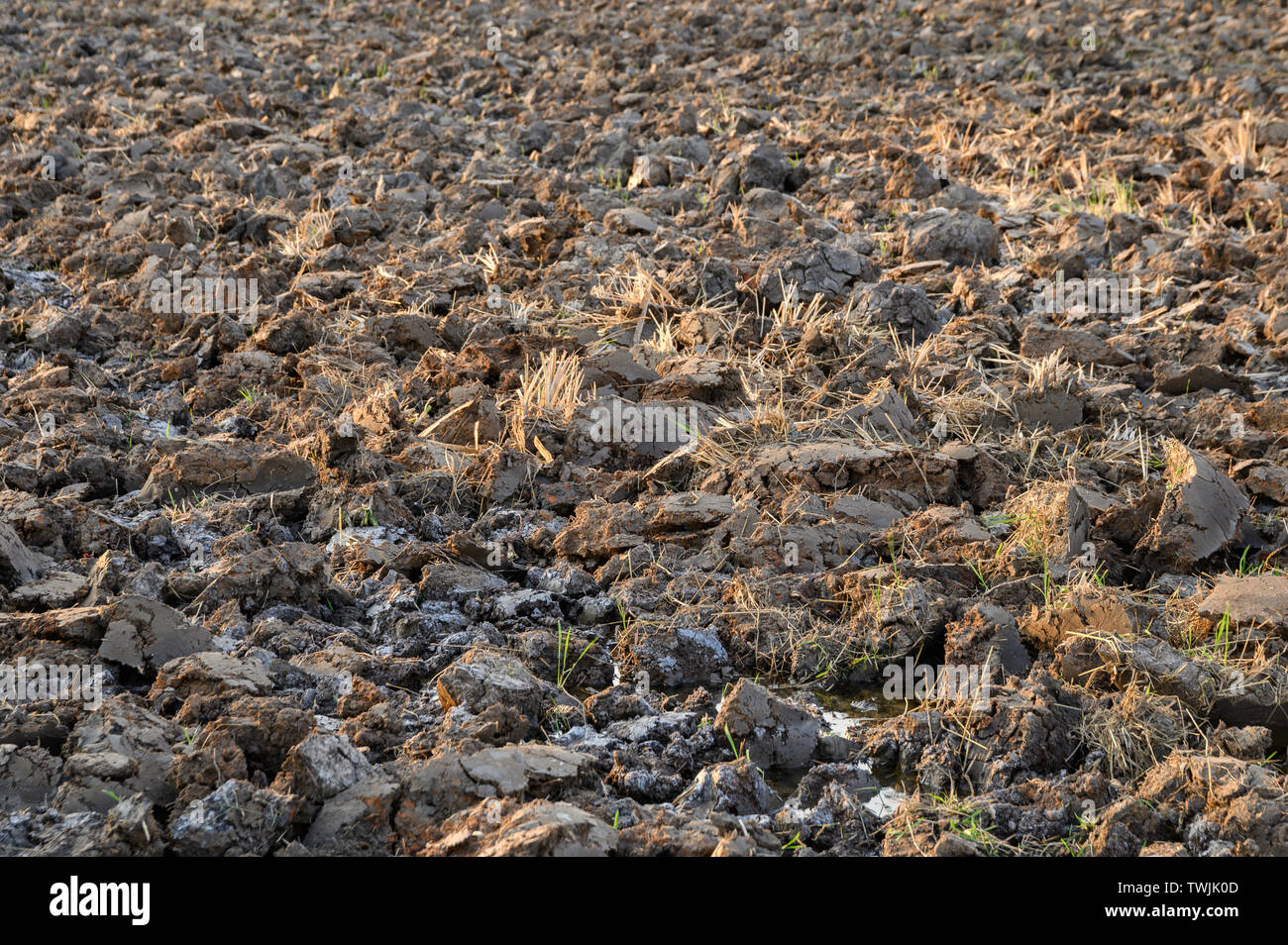 Surface dry cracked clay on rice fields in drought season Stock Photo ...