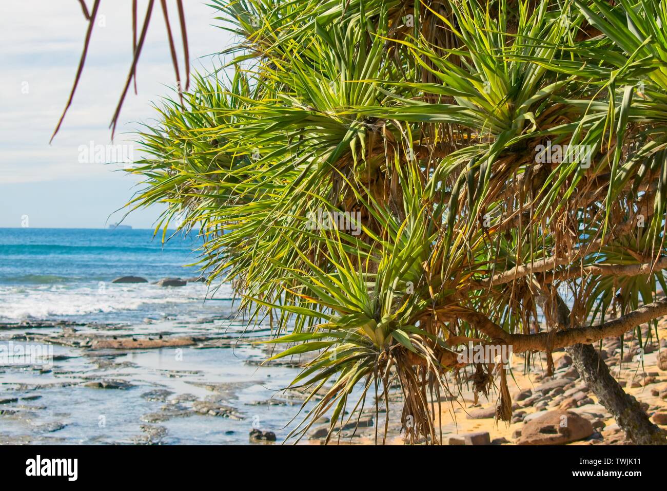 Pandanus tree hi-res stock photography and images - Alamy