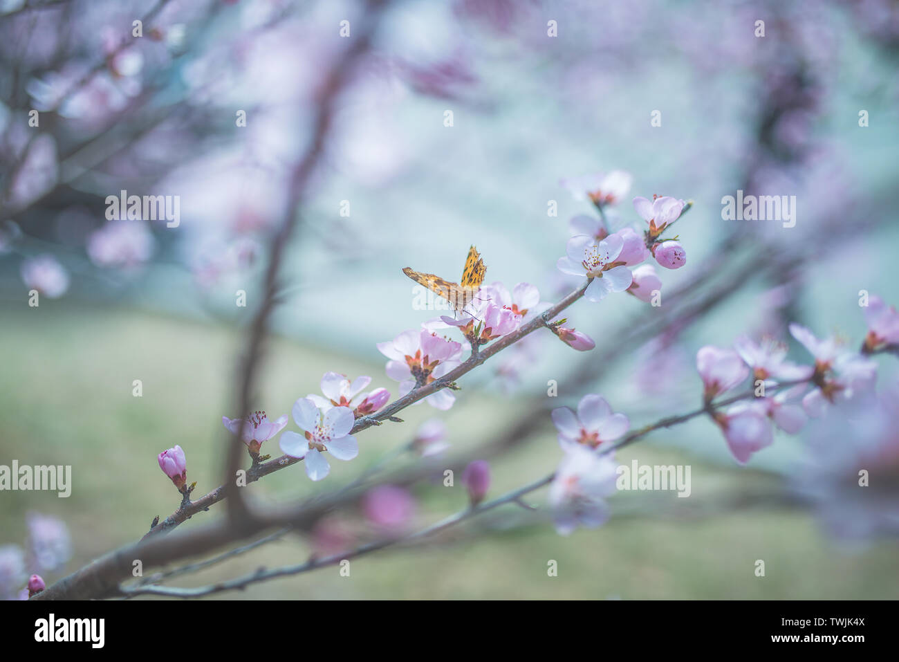 A butterfly on a peach flower Stock Photo - Alamy