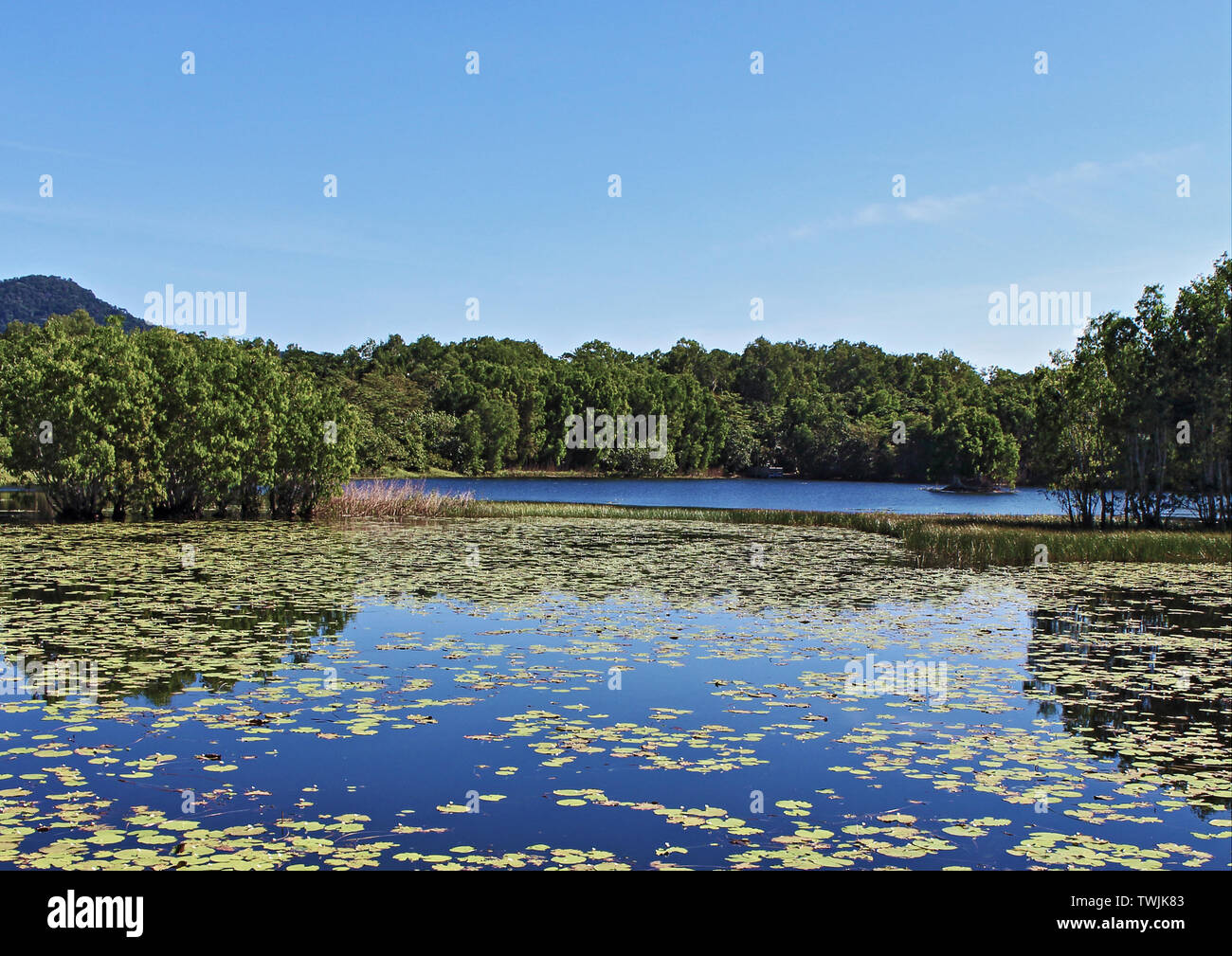 Jabiru Lake in Cattana Wetlands nature conservation reserve near ...