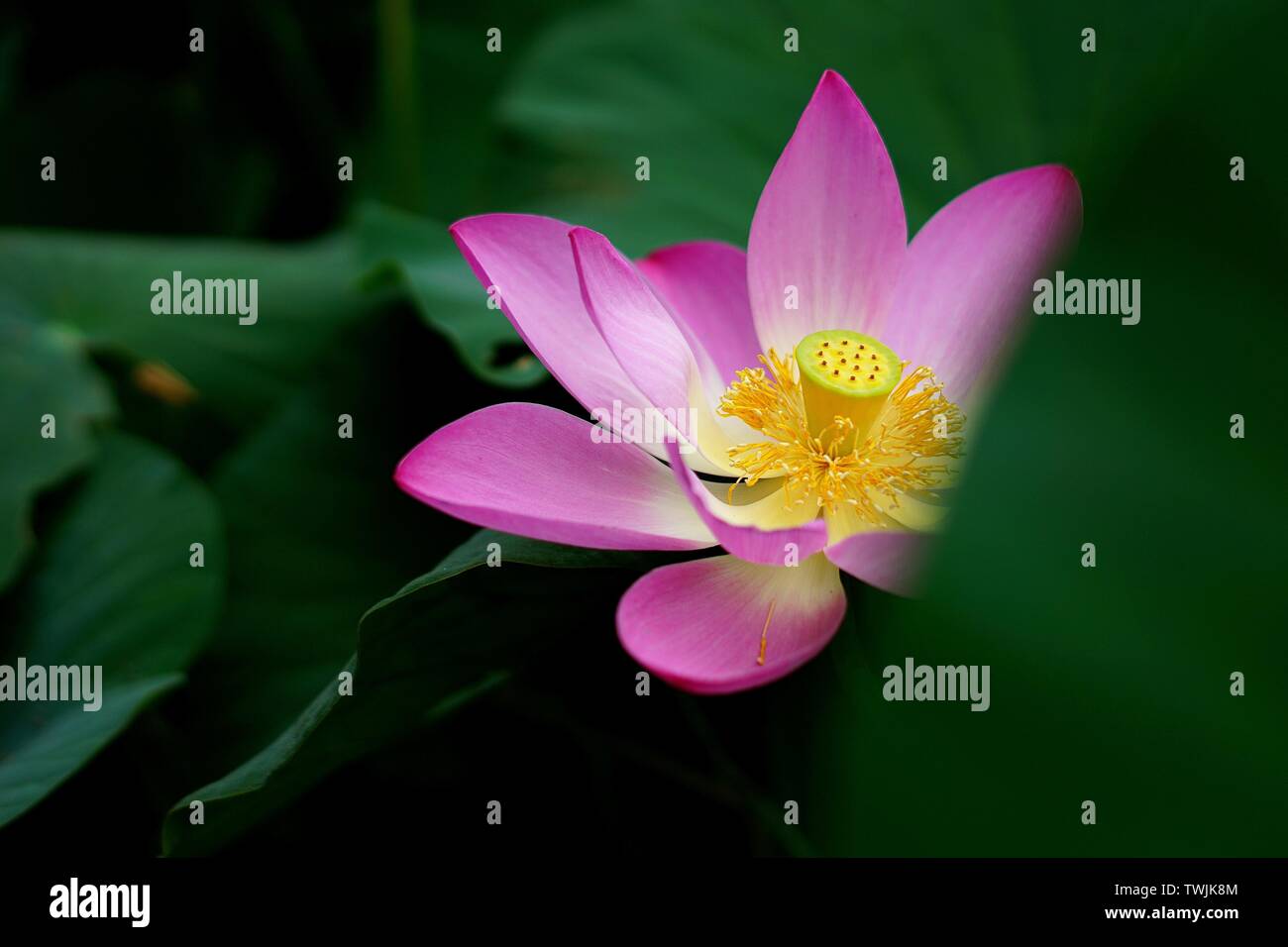 The beauty of lotus, different gestures Stock Photo - Alamy