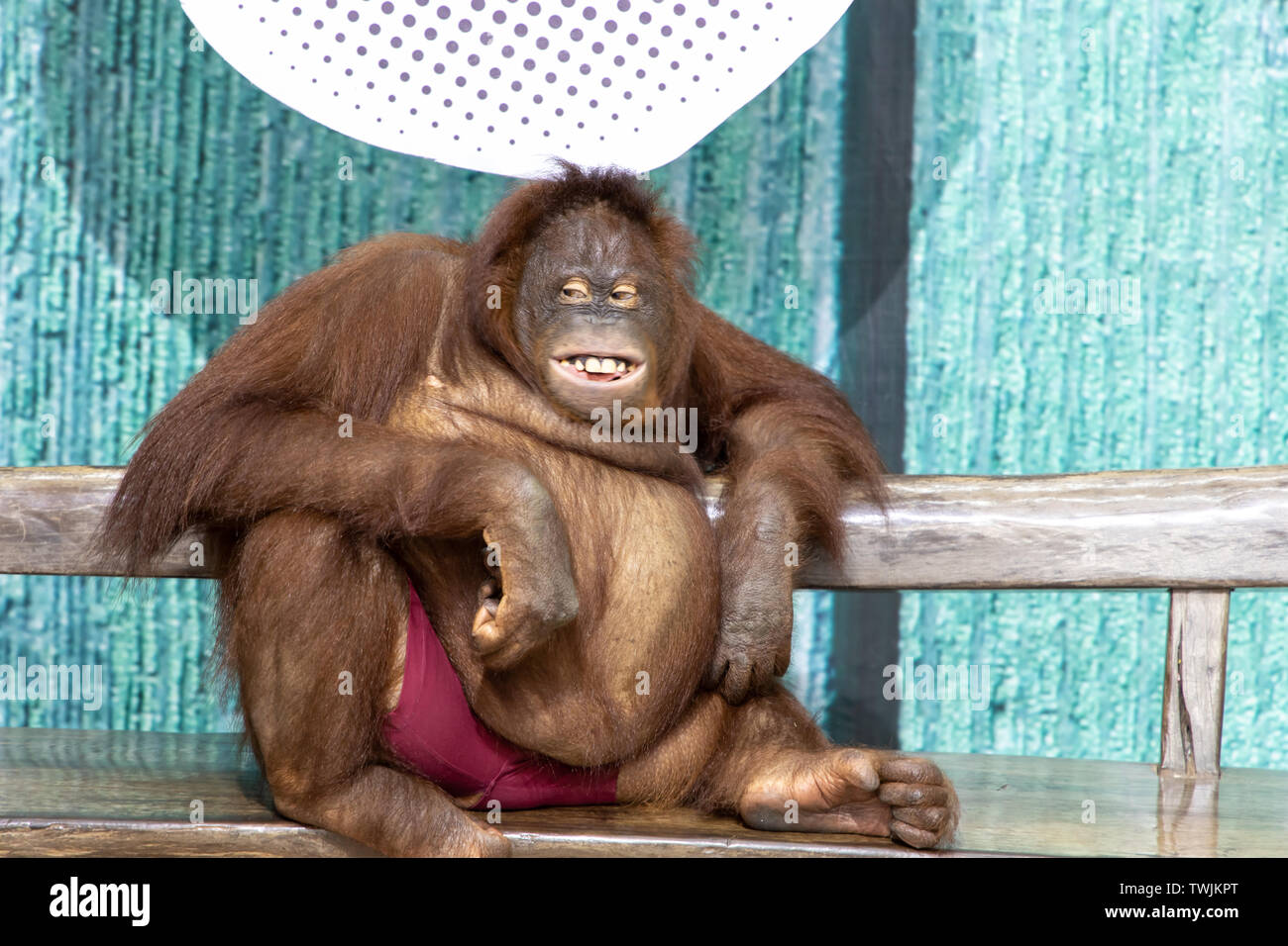 Orangutan sitting on a chair, Philippines Stock Photo - Alamy