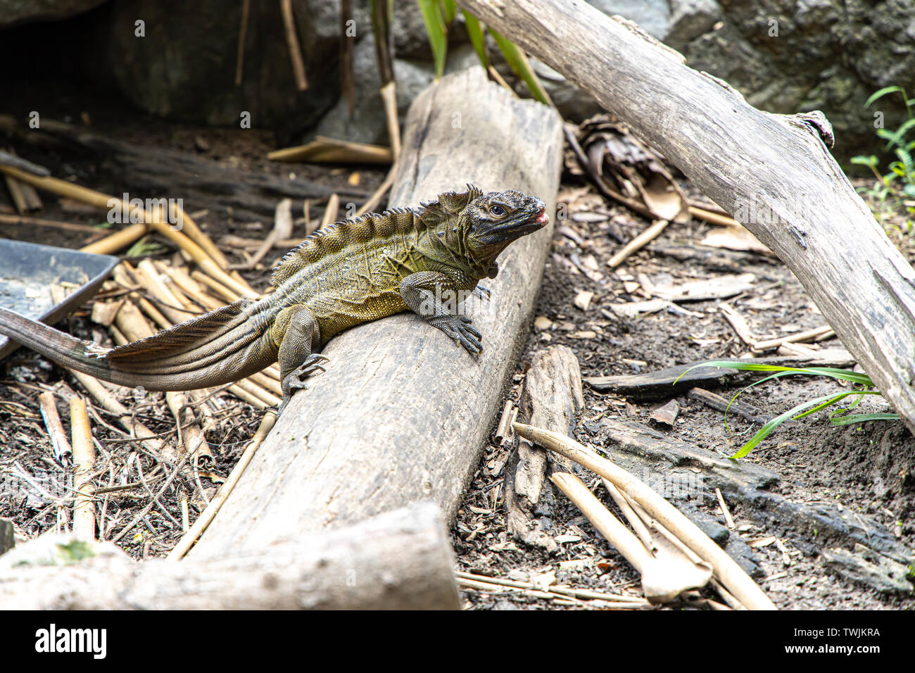 Lizard on a rock, Philippines Stock Photo - Alamy