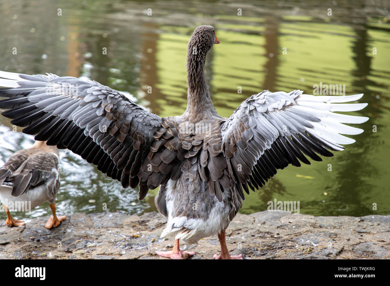 Goose on the lake, Philippines Stock Photo - Alamy