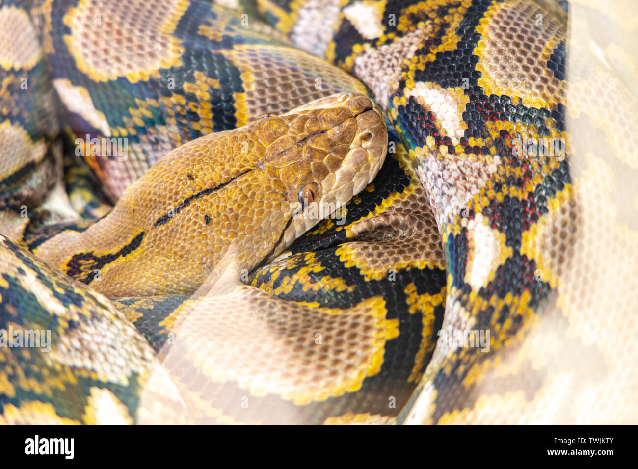The python in the zoo, Philippines Stock Photo - Alamy