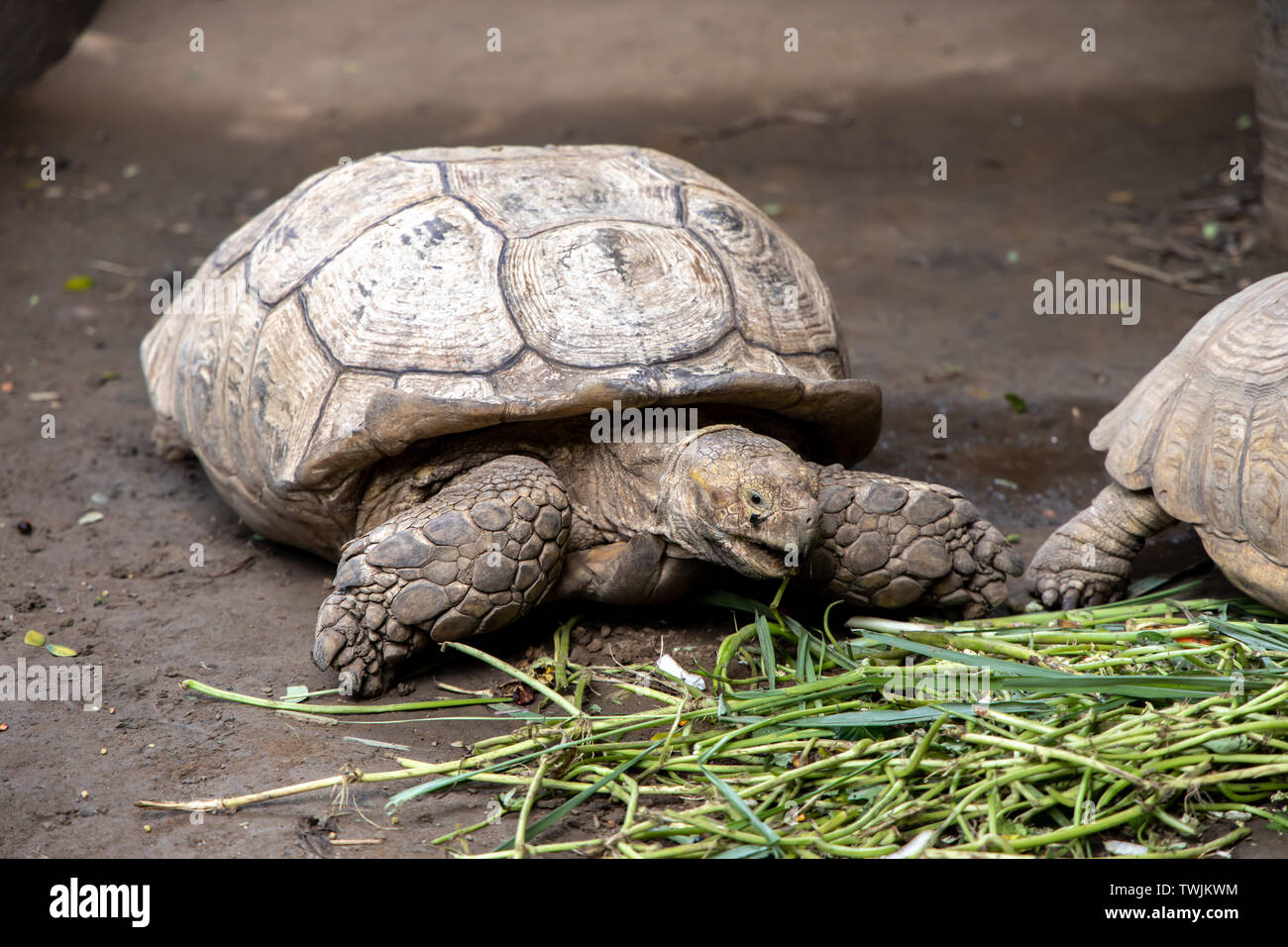 Small tortoise hi-res stock photography and images - Alamy