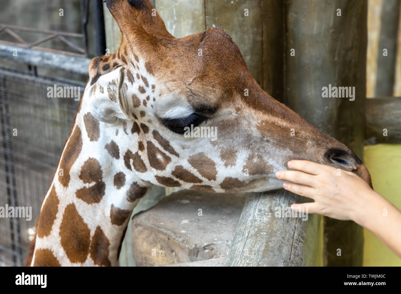 Cute Giraffe face at the Zoo, Philippines Stock Photo - Alamy