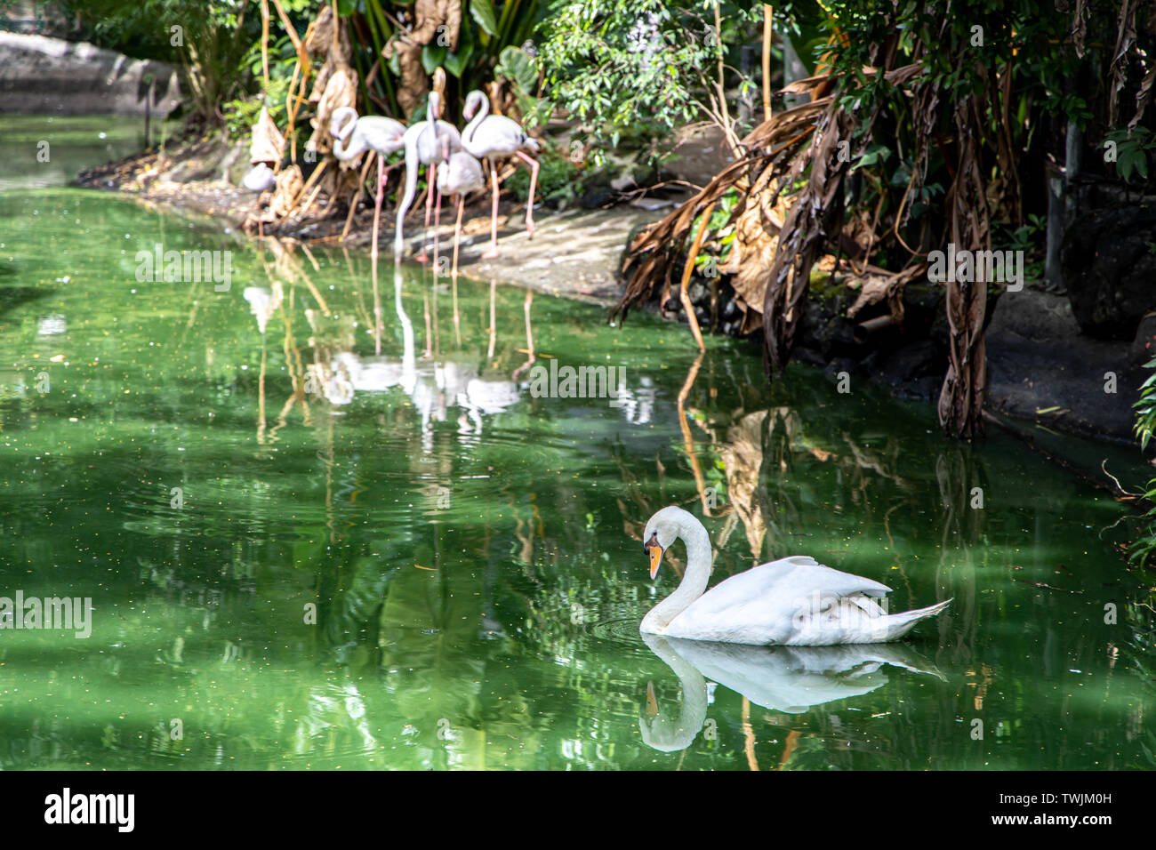 swan on the lake, Philippines Stock Photo - Alamy