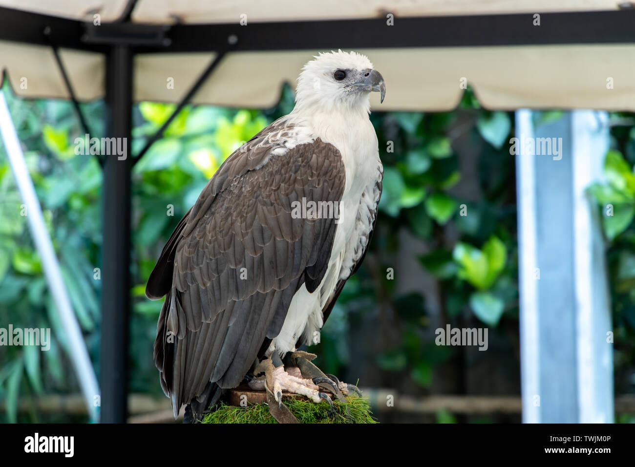 An eagle sitting on a tree, Philippines Stock Photo - Alamy