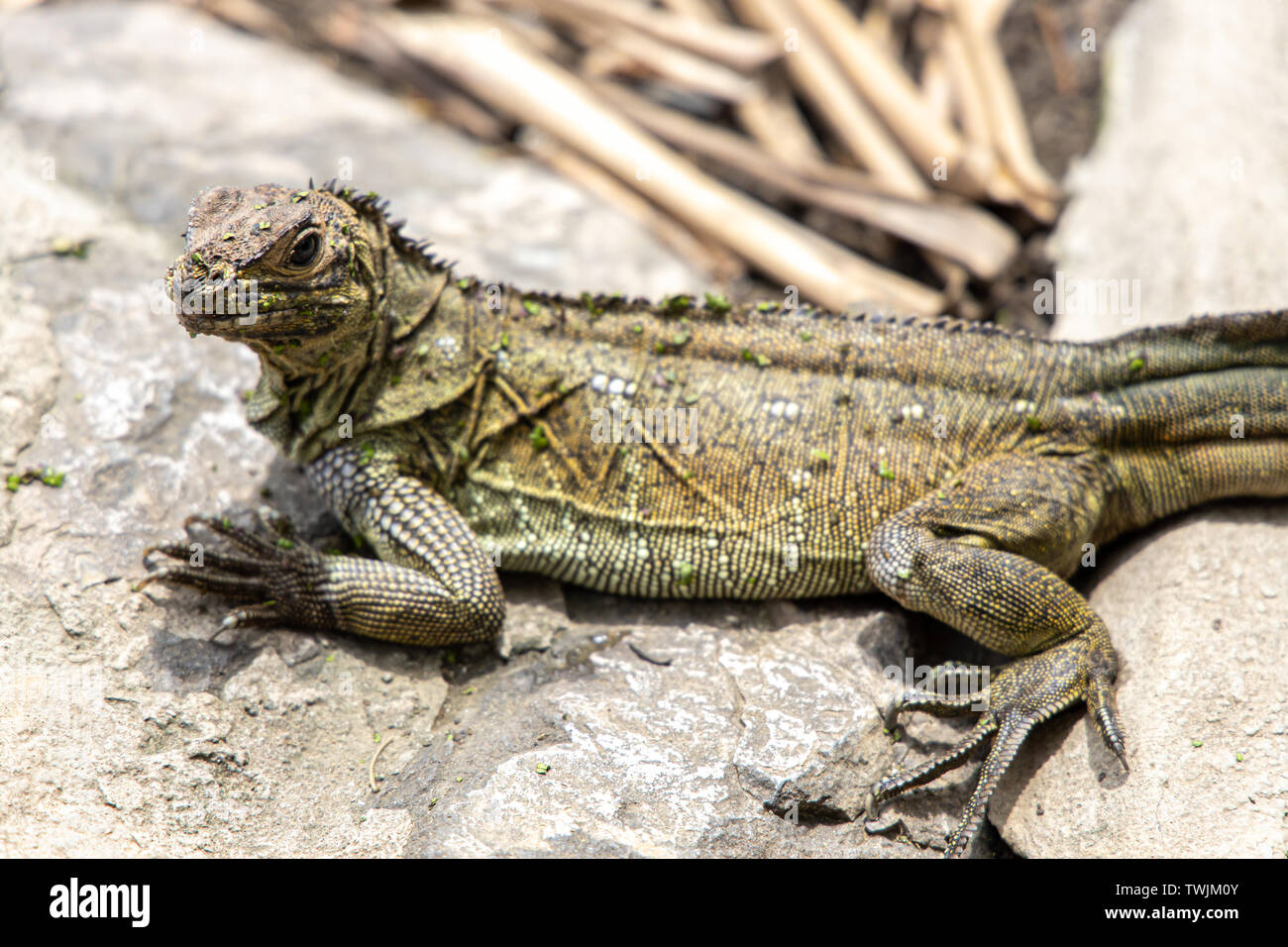 Lizard on a rock, Philippines Stock Photo - Alamy