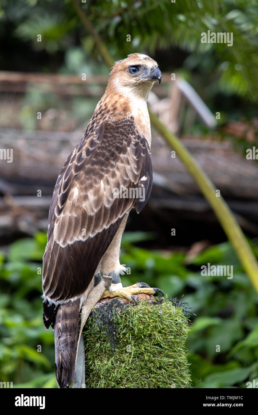 An eagle sitting on a tree, Philippines Stock Photo - Alamy
