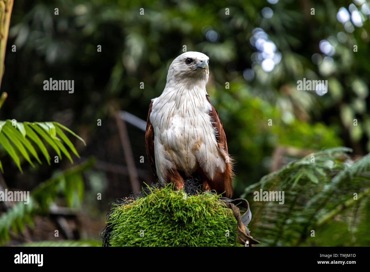 An eagle sitting on a tree, Philippines Stock Photo - Alamy