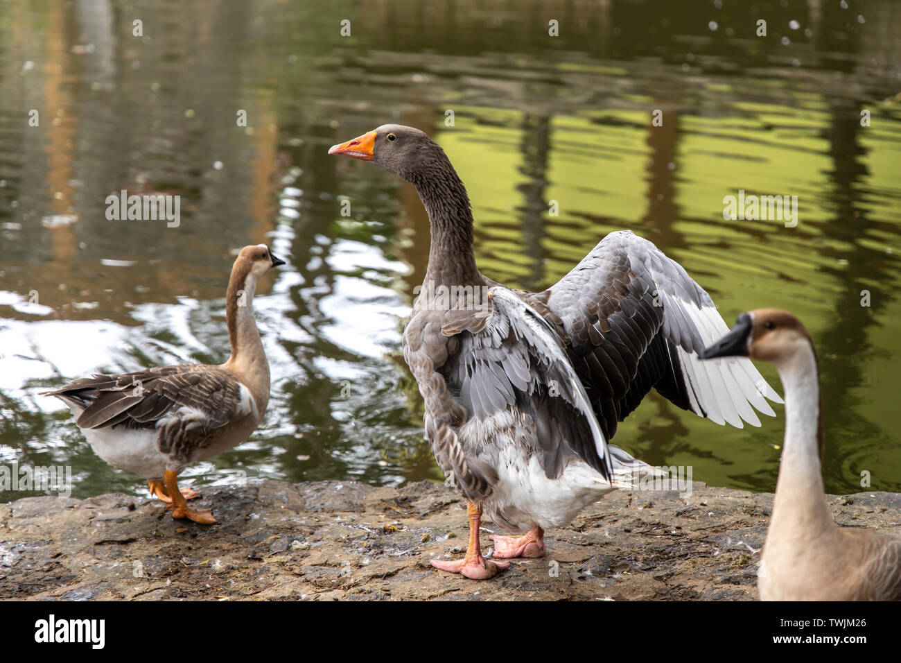 Goose on the lake, Philippines Stock Photo - Alamy