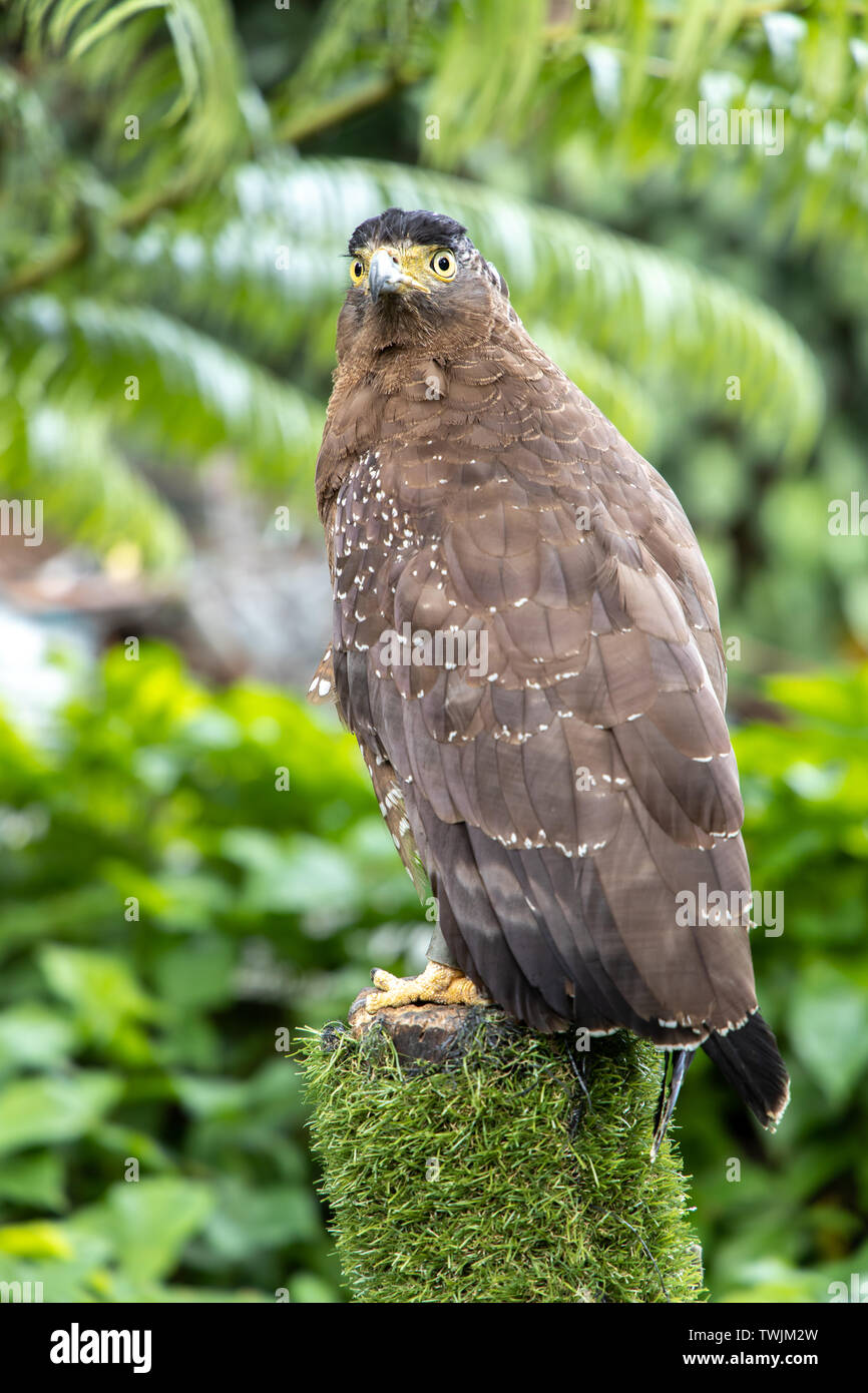An eagle sitting on a tree, Philippines Stock Photo - Alamy