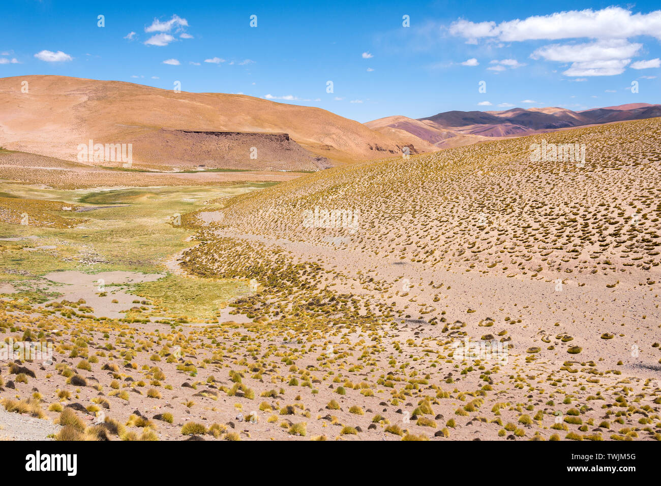 Puna grassland hi-res stock photography and images - Alamy