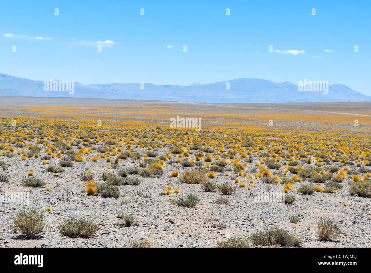 Puna Grassland High Resolution Stock Photography and Images - Alamy