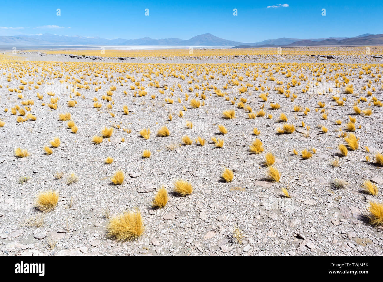 Puna grassland hi-res stock photography and images - Alamy