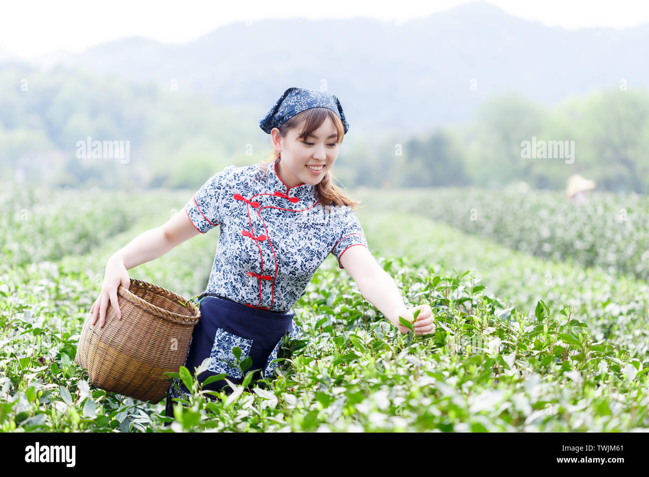 Asian pretty tea - amazing girl in photography Stock Photo - Alamy