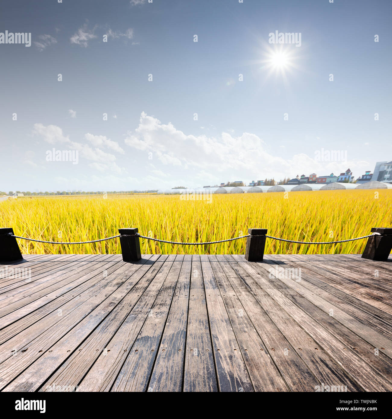 Rice field with boardboard Stock Photo - Alamy