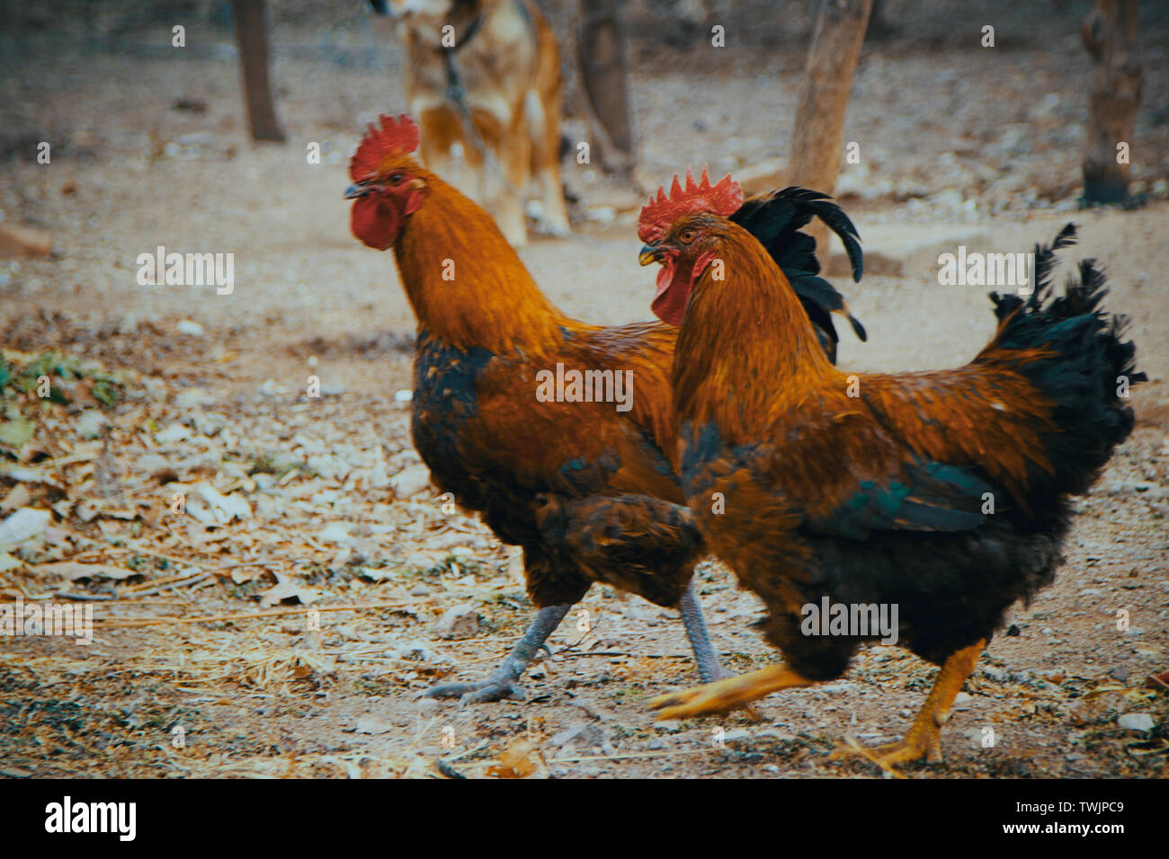 A scrambling chicken Stock Photo - Alamy