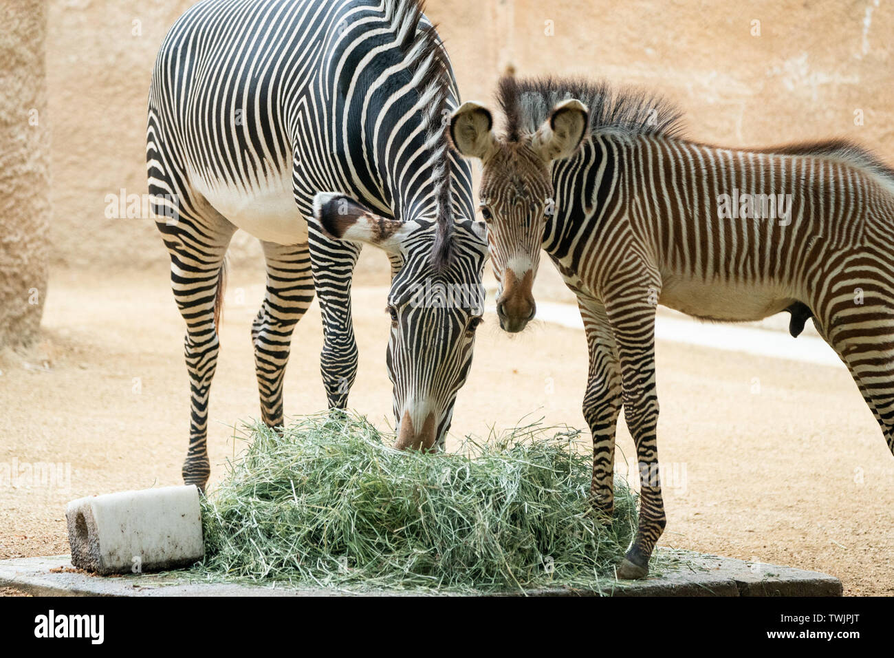 Los Angeles, USA. 20th June, 2019. A male baby zebra (R) accompanied by ...