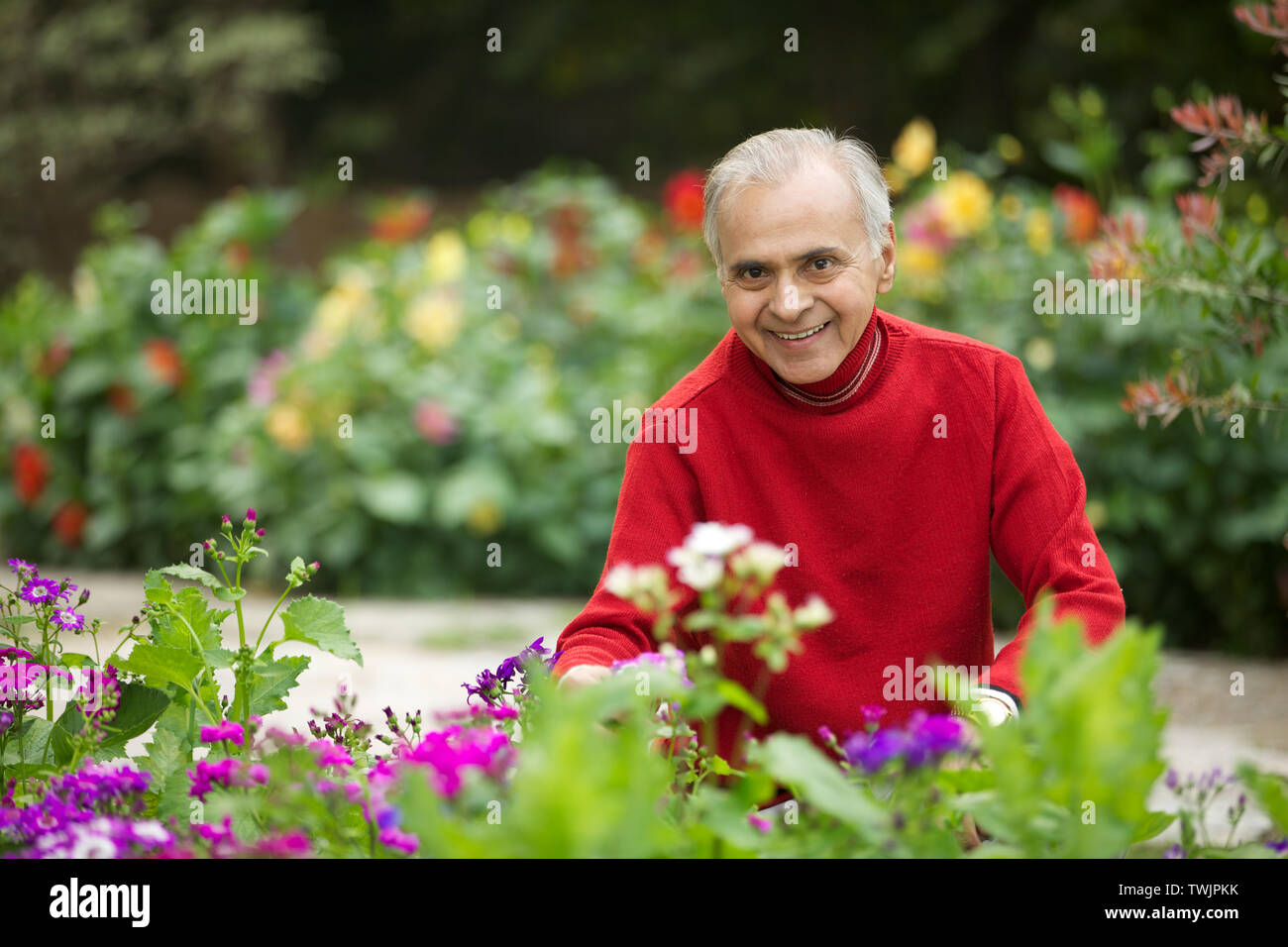Old man tending flowers in garden Stock Photo - Alamy