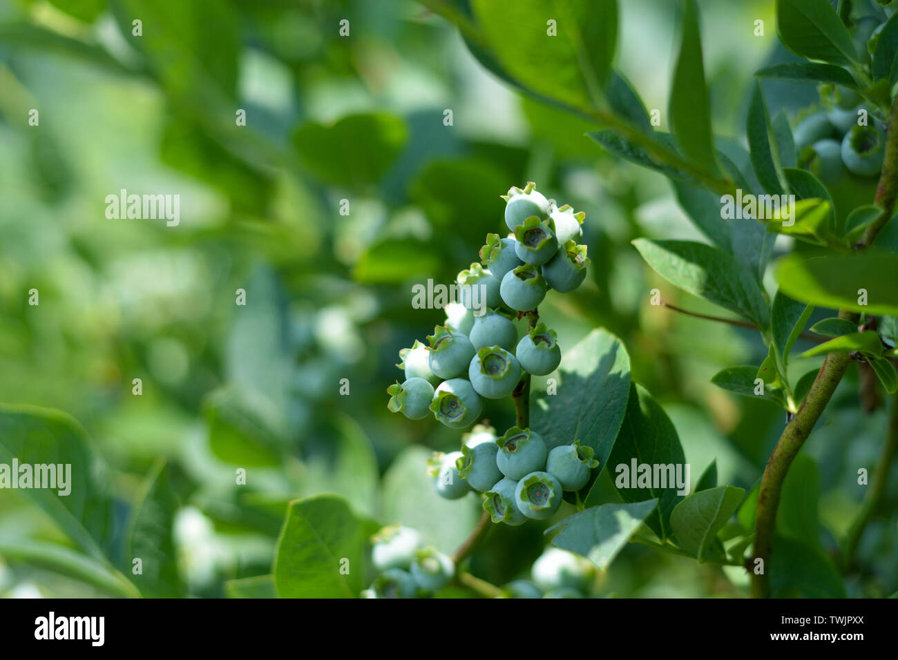 Giant blueberry hi-res stock photography and images - Alamy