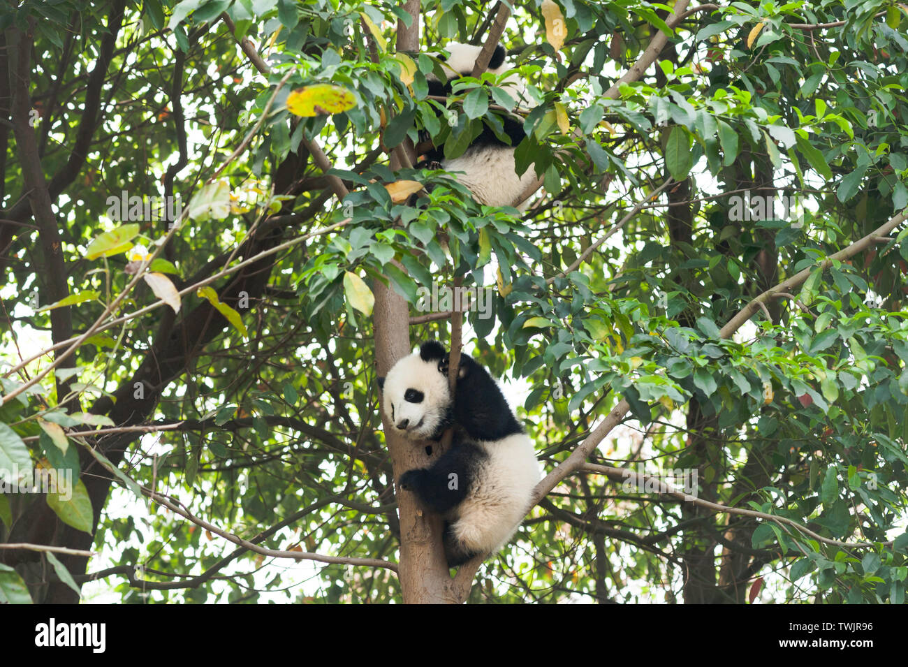 Trees and animals wild animals outdoors cute bamboo trees jungle hi-res ...
