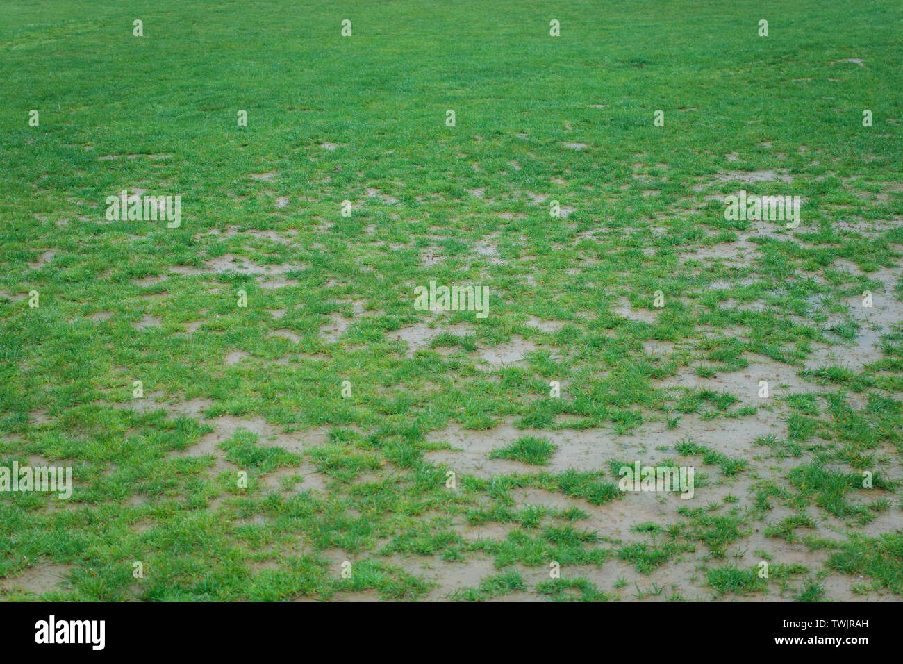 The rain-rained outdoor lawn Stock Photo - Alamy