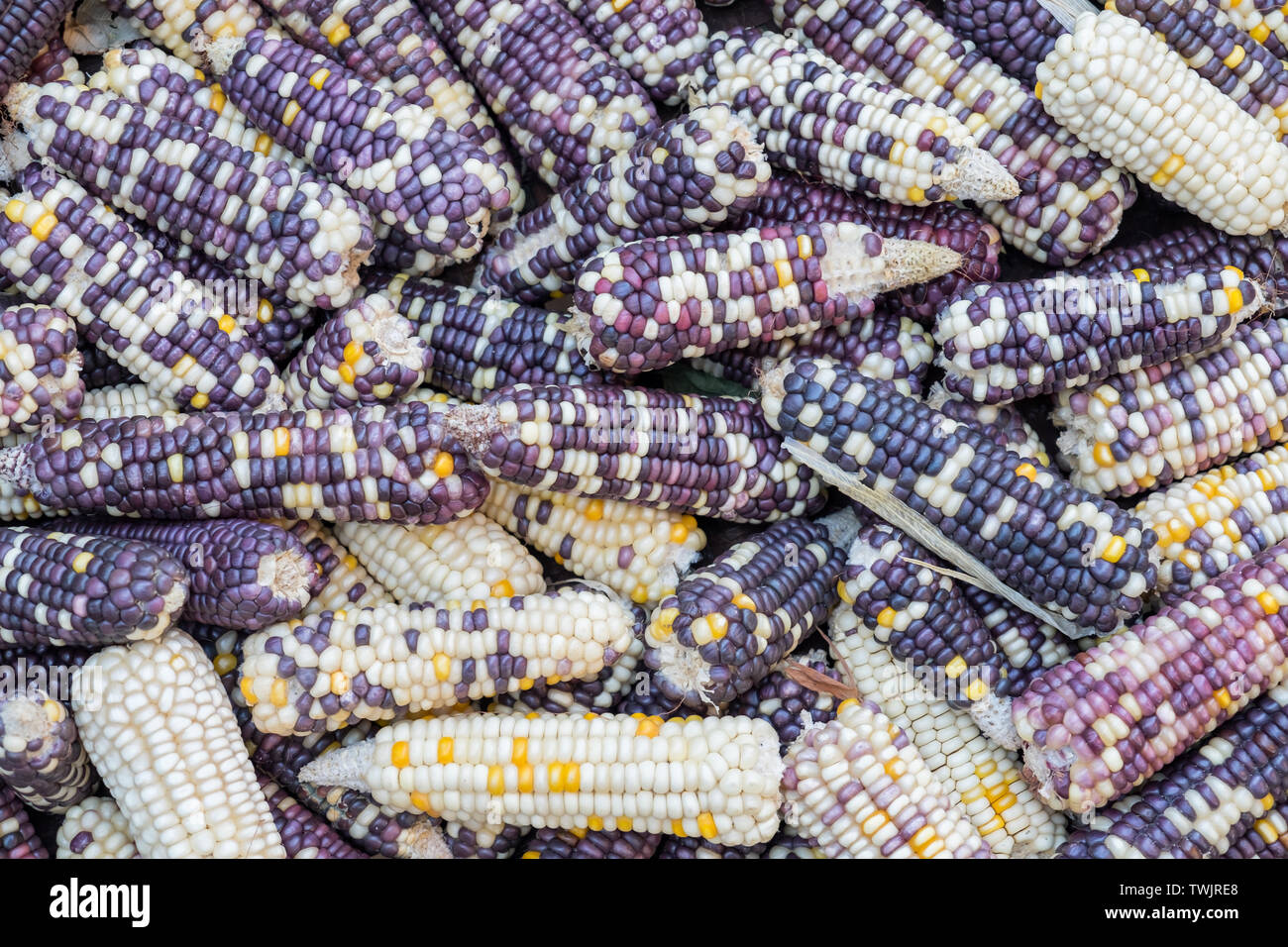 Indian corn dry yellow purple pile background Stock Photo - Alamy