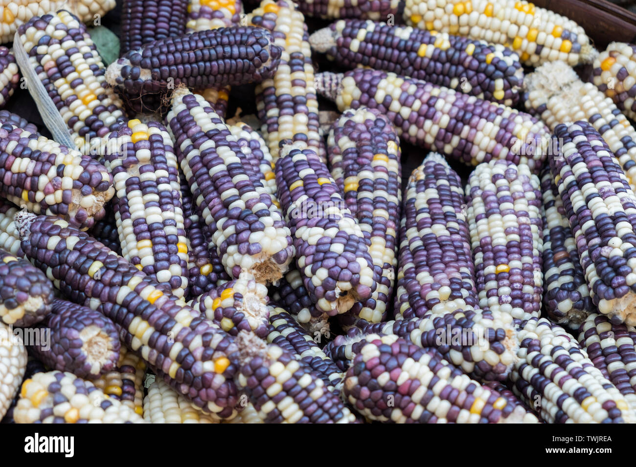 Indian corn dry yellow purple pile background Stock Photo - Alamy