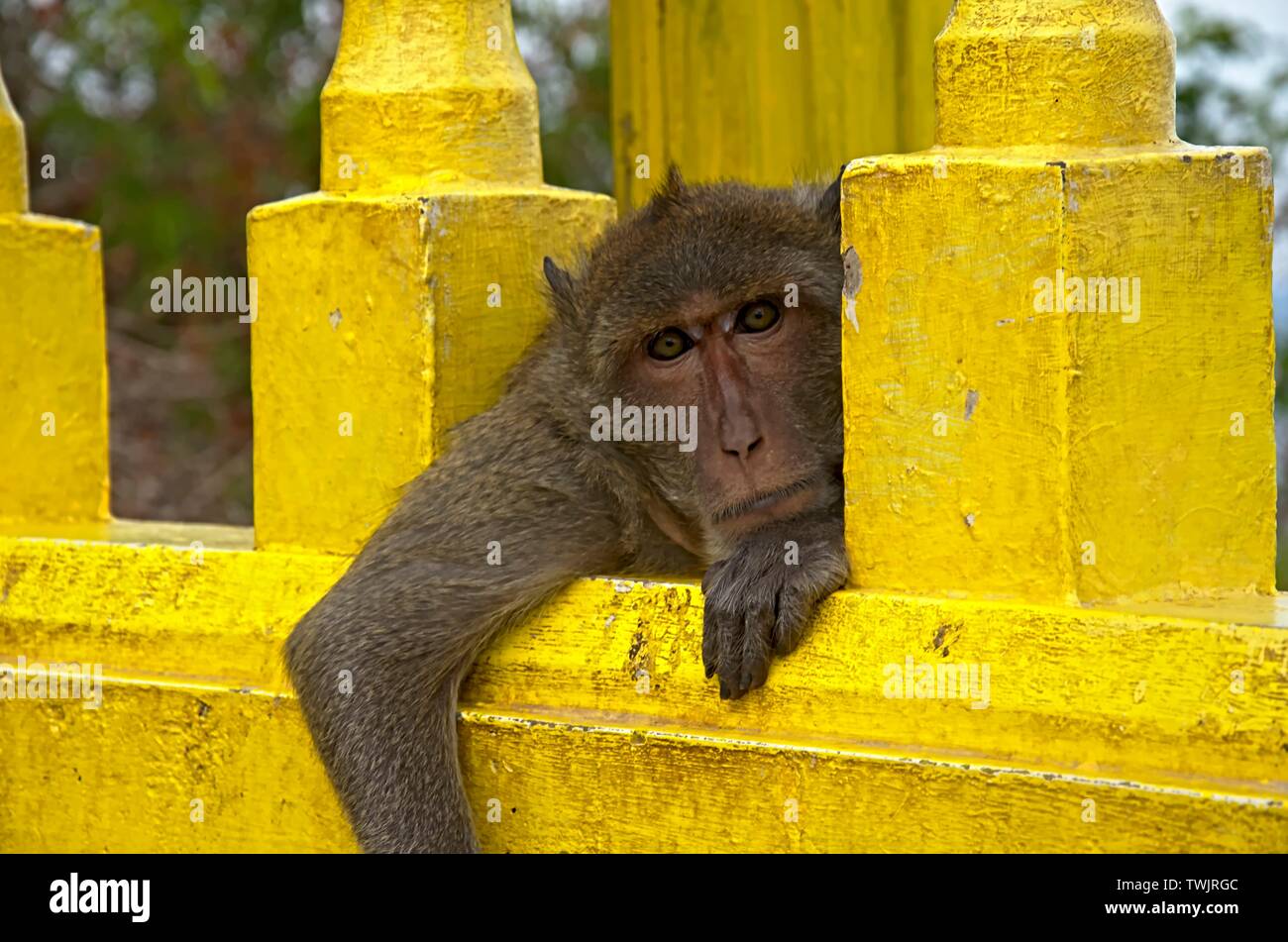 Smiling Monkey Selfie