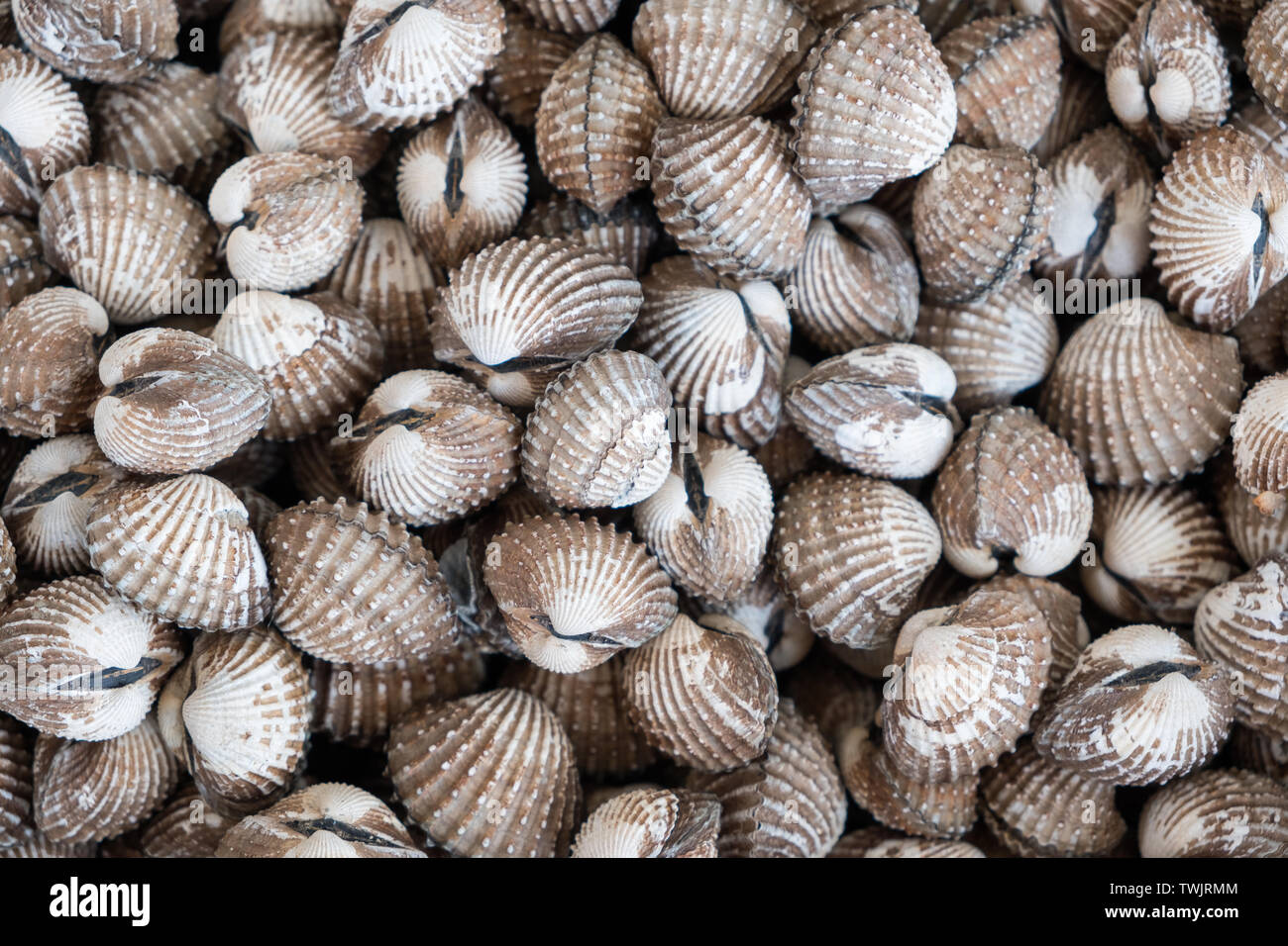 Raw cockle pile close up background Stock Photo - Alamy